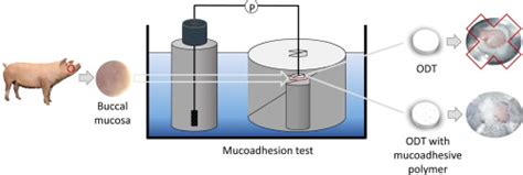 A Novel Test System For The Evaluation Of Oral Mucoadhesion Of Fast Disintegrating Tablets