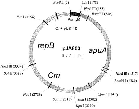 Map Of Plasmid Ja803 Used For Expression Of Pullulanase Type Ii From D