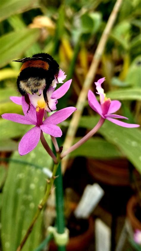 Новини Споделено Орхидеи 2023 продължава до 25 февруари Ботаническа градина София