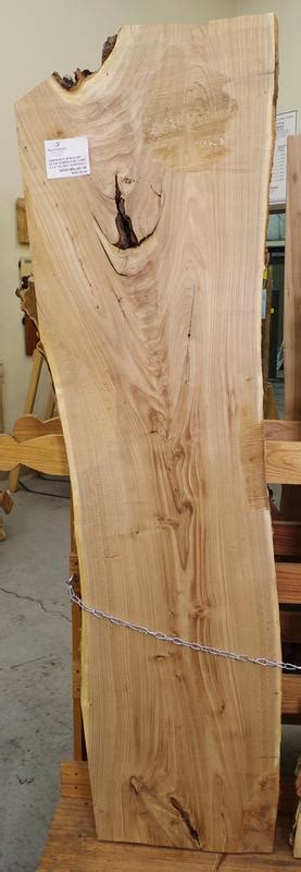 Elm Siberian