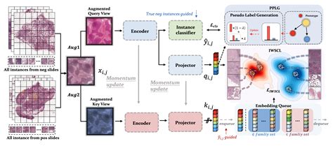 Paper Review Rethinking Multiple Instance Learning For Whole Slide