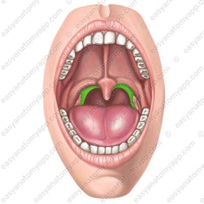 Tonsils Waldeyers Ring Easy Anatomy 3d