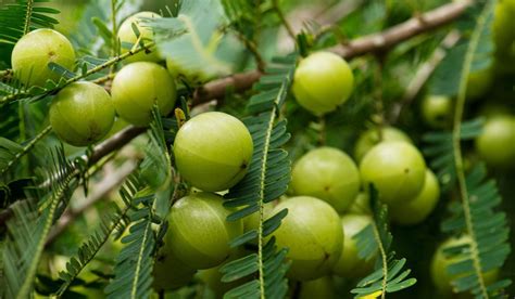 Gooseberry Plant