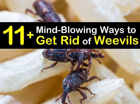 11 Mind Ing Ways To Get Rid Of Weevils