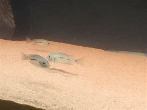 Lethrinops Sp Chilingali Mature Male 2009 Top Maturing Male Download Scientific Diagram