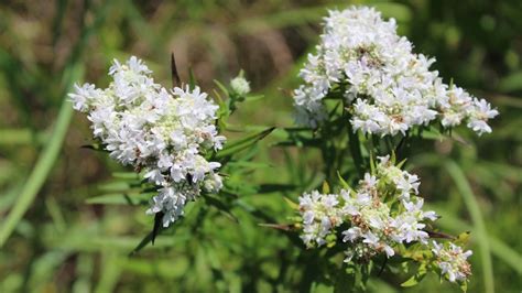 19 Plants Voles Dont Eat Our Top Picks