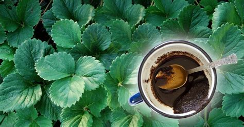 სექტემბერში მარწყვს ყავის ნალექს აყრიან რატომ აკეთებენ ამას