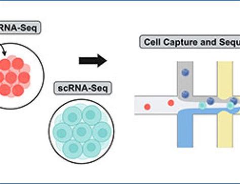 High Resolution Transcriptome Analysis With Long Read Rna Sequencing