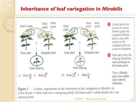 Cytoplasmic Inheritance And Maternal Effect Pdf Biological Sciences Science
