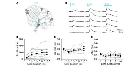 Precisely Timed Synaptic Responses In A Dcn Neuron With Optogenetic Download Scientific