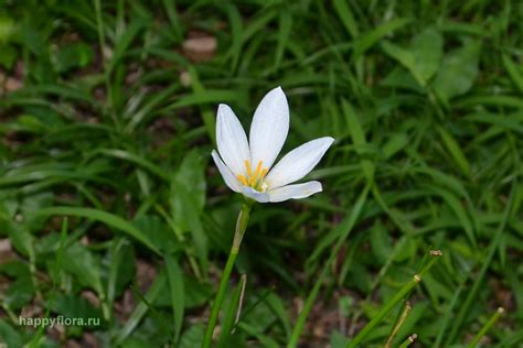 Зефирантес - Zephyranthes: фото, условия выращивания, уход и ...