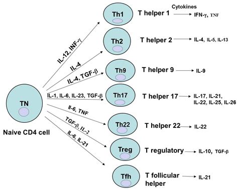 Different Subsets Of T Cells Memory Effector Functions And Car T Immunotherapy Different Subsets Of T Cells Memory Effector Functions And Car T Immunotherapy