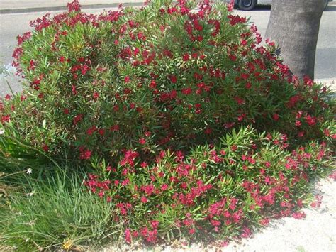 Sobre Las Populares Adelfas Nerium Oleander Jardines Sin Fronteras