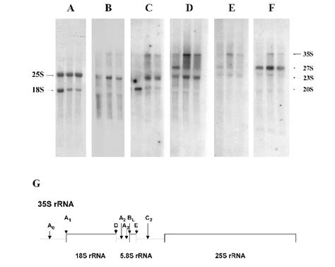 Maturation Of Rrna Pre Rrna Processing In Strain With The Krr1 Gene