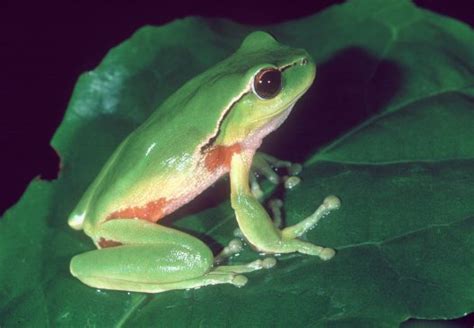 Leaf Green Tree Frog Facts And Pictures