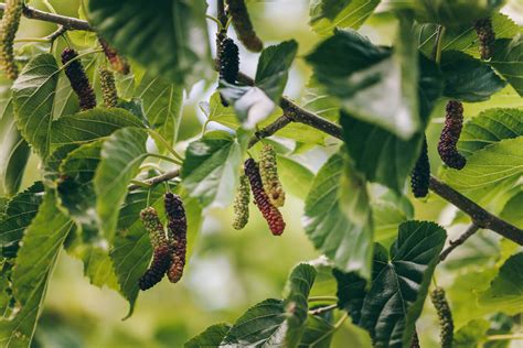 Very Mulberry Harvest Time In Brentwood