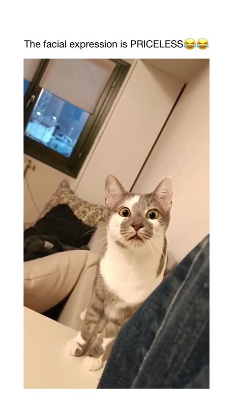 20 Cute Cats Ideas Cute Cats Silly Cats Funny Animals