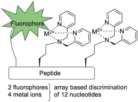 A Fluorescent Sensor Array For The Discrimination Of Nucleotide