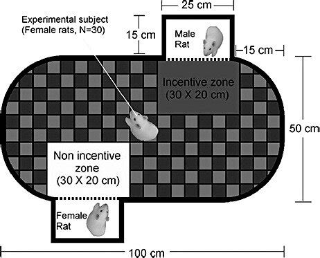 A Modified Apparatus Of Gmo Used In The Sexual Motivation Test Download Scientific Diagram