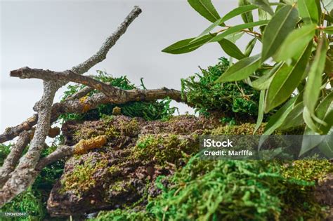 빈 나무 껍질 부분과 선택적 초점 배경을 가진 이끼 유기농 화장품을위한 모형 디스플레이 0명에 대한 스톡 사진 및 기타 이미지 0명 갈색 강단 Istock