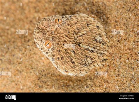 Peringueys Adder Bitis Peringueyi Emerging From Desert Sand Namib
