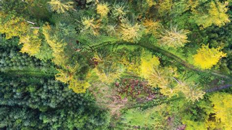 Tackling Deforestation And Forest Degradation In Agricultural Supply