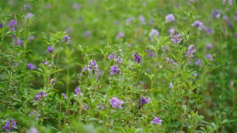 960 Alfalfa Medicago Sativa Fotografías De Stock Fotos E Imágenes