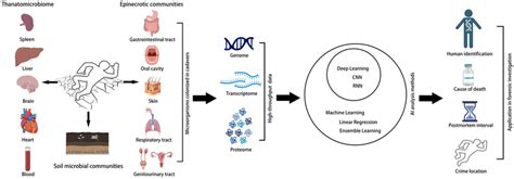 The Application Of Ai In High Throughput Microbiome Data Processing In