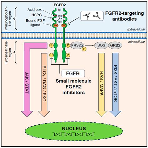 schematic diagram of the four major fgfr signalling pathways and