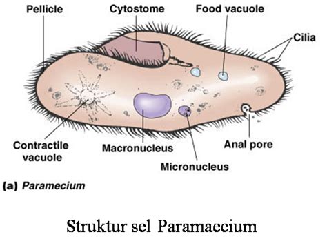 Kingdom Protista Bukan Sekedar Materi