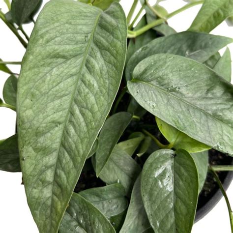 Pothos Cebu Blue Hanging Basket Flower Power