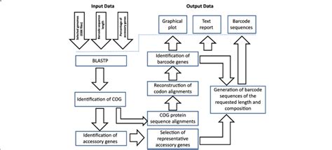 Workflow Diagram Of Selection Of Diagnostic Barcode Sequences