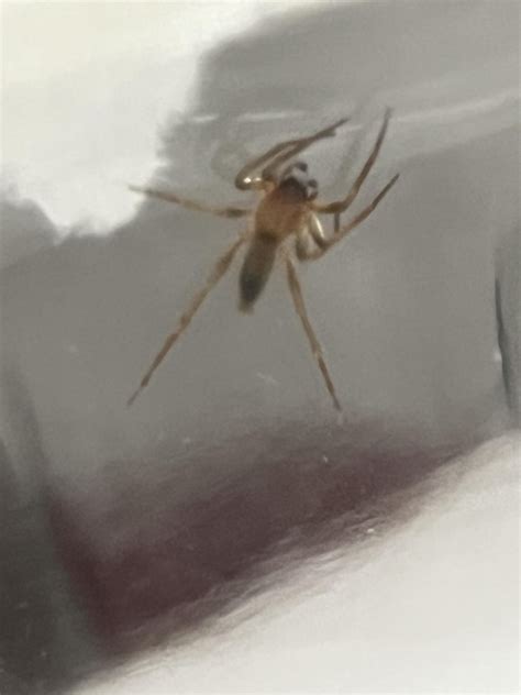 Number Three Of Spider Question R Spiders