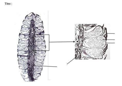 Pin Sylvestre 1 Diagram Quizlet