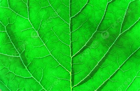 나뭇잎 잎맥 잎 디자인 사진 소재 갤러리 다운로드 배경 이파리 잎맥 잎 배경 일러스트 및 사진 무료 다운로드 Pngtree
