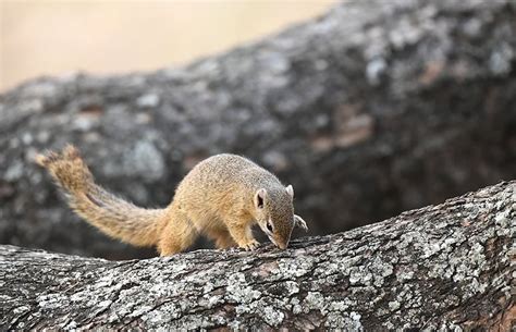 Tree Squirrel Kruger National Park African Wildlife