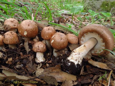 Agaricus Freirei
