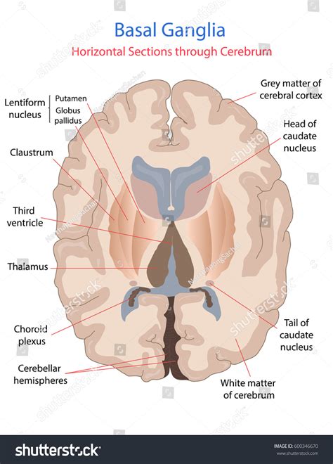 Basal Ganglia Diagram At Victoria Nicholson Blog