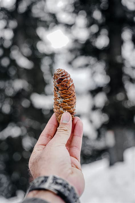 무료 이미지 자연스러운 식품 People in nature 천연 소재 몸짓 손가락 목재 무지 네일 작은 가지 원뿔 요리 성분 잔디 패스트 푸드