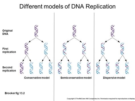 Broad Course Objectives For Dna Replication Ppt Video Online Download