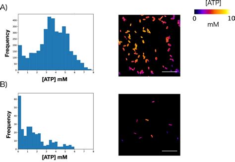 Diversity In Intracellular Atp Concentration In Individual E Coli Download Scientific Diagram