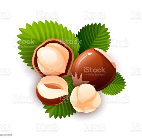 헤이즐넛 조성물 다른 문 전체 및 금이 너트 선체 및 원시 커널 라벨과 스티커 포장 디자인에 적합합니다 만화 스타일의 벡터 일러스트레이션 개체 그룹 흰색으로 격리 0명에