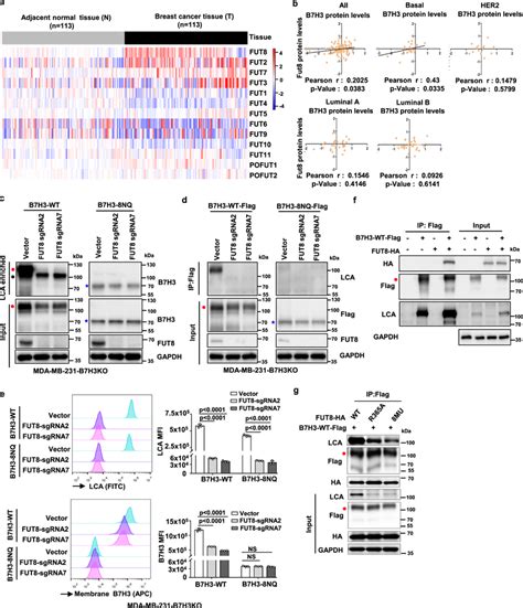 Fut8 Is Involved In The Core Fucosylation Process Of B7h3 A The Heatmap