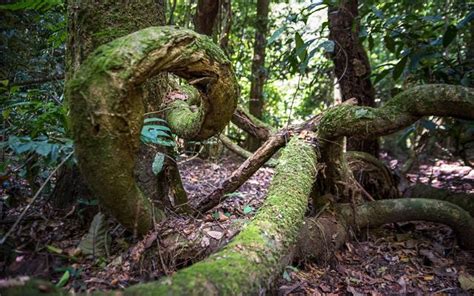 Reducing Logging Impacts In The Congo Basin Tnc