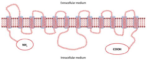 Two Dimensional Molecular Structure Of GLUT Download Scientific Diagram