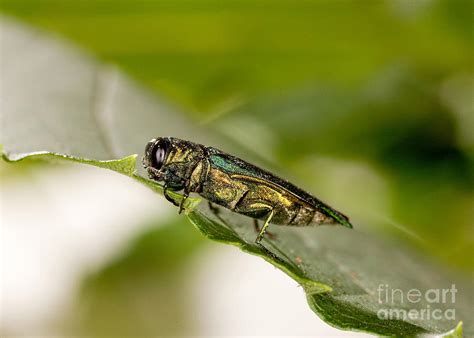 Emerald Ash Borers Photograph By Science Source Fine Art America