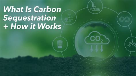 What Is Carbon Sequestration How It Works Gutchess Lumber