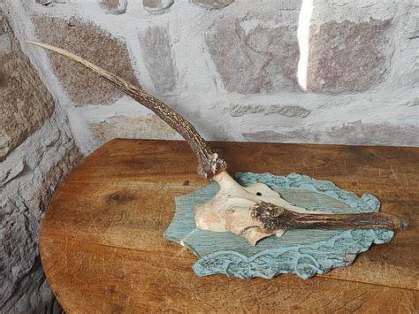 Uncommon Caspian Red Deer Trophy Various Catawiki
