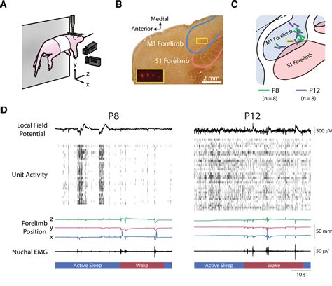 Figure 1 From Sensory Coding Of Limb Kinematics In Motor Cortex Across