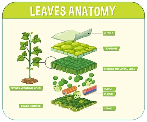 Internal Structure Of Leaf Diagram Illustration Royalty 46 Off